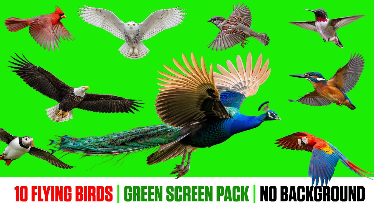 10 Flying Birds Green Screen Pack HD 🦅 | No Keying Needed – Ready to ...