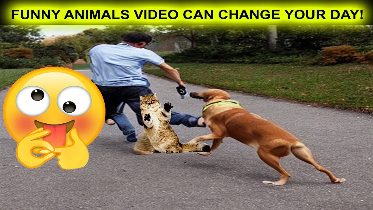 Cute and Hilarious Pets: Funny Animal Bloopers #4👌🤣 #funny #2023 - YouTube