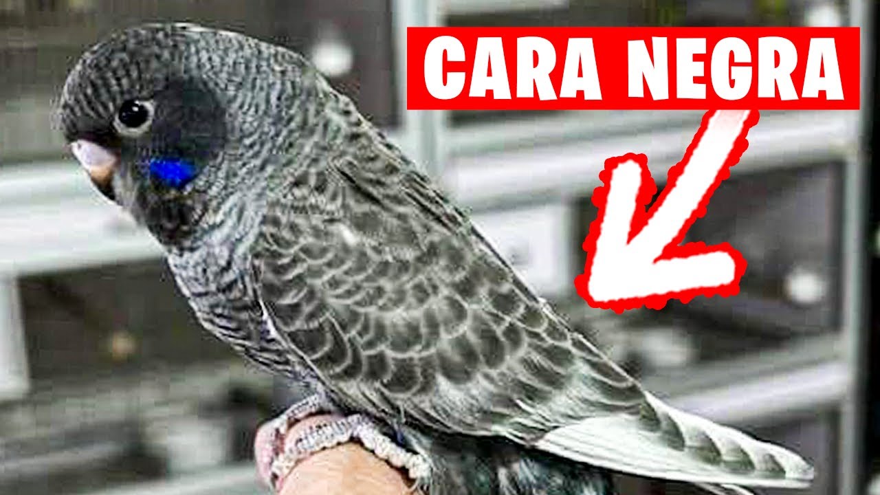 TODO SOBRE EL PERIQUITO CARA NEGRA - YouTube