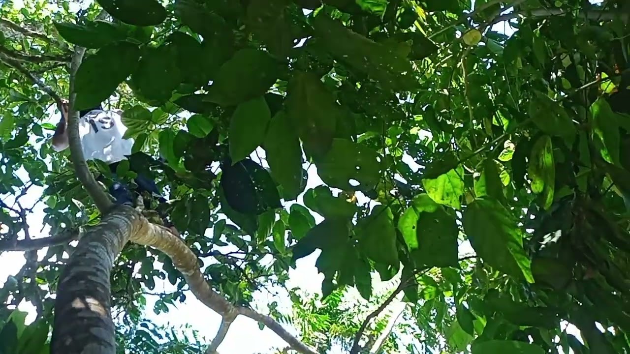 AKYAT NG PUNO NG PRUTAS - YouTube