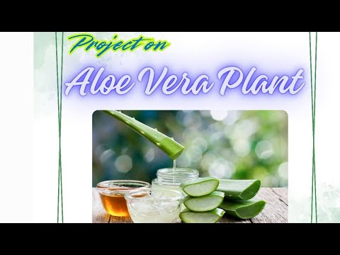 Aloe vera plant || Jigyansa project || Class-10th - YouTube