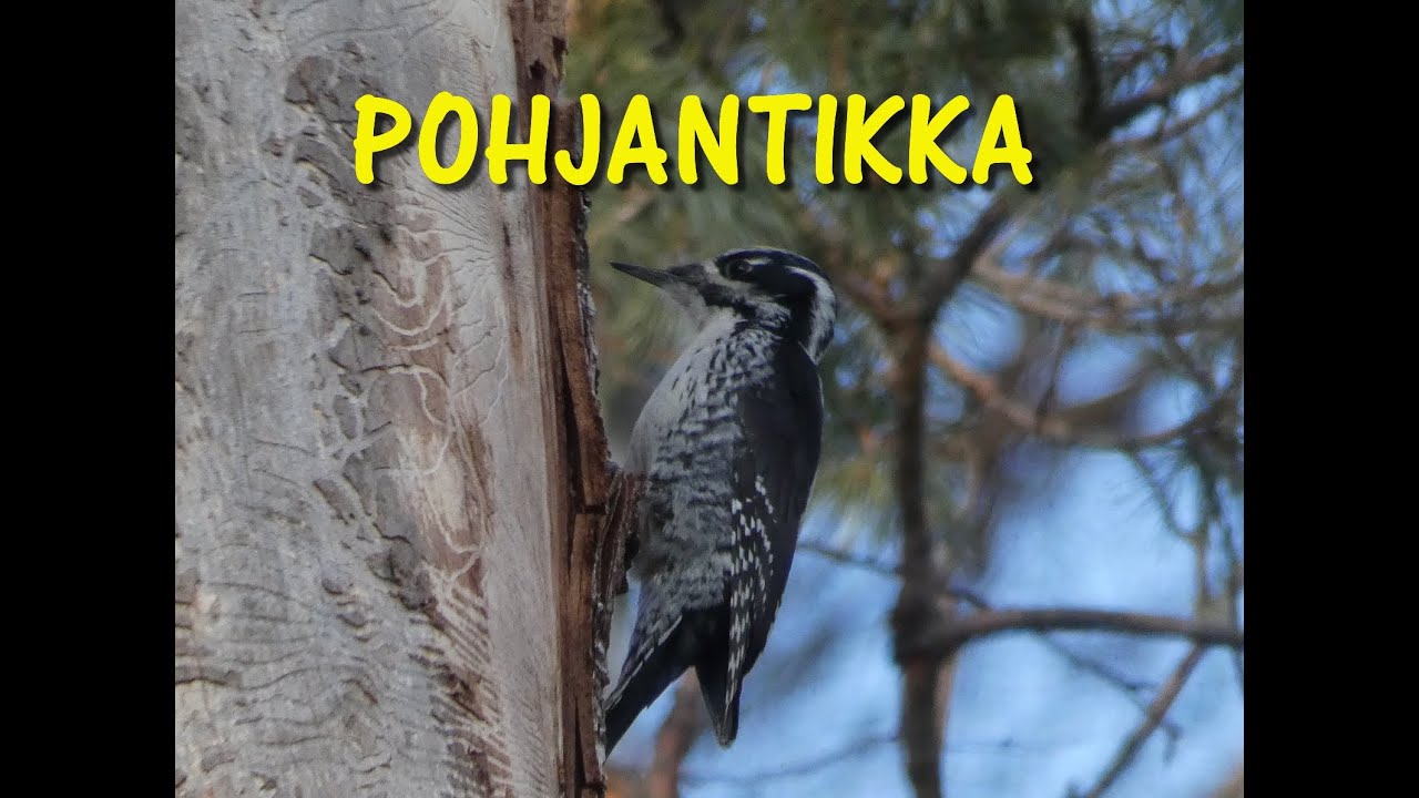 Pohjantikka - YouTube