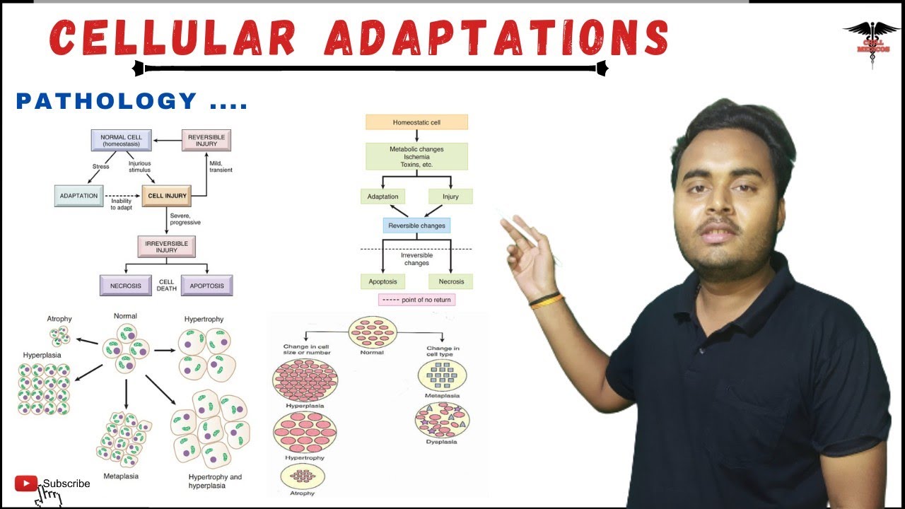 Cellular Adaptation || Cell Injury || Pathology || Chill Medicos - YouTube