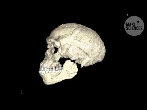 Une découverte de fossiles humains au Maroc bouleverse l'histoire d ...