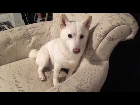 Winter Shiba Inu sad face - YouTube