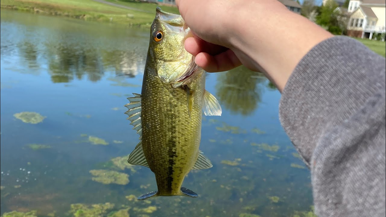 Bass fishing in warm front...(SNAPPING TURTLE CAUGHT) - YouTube