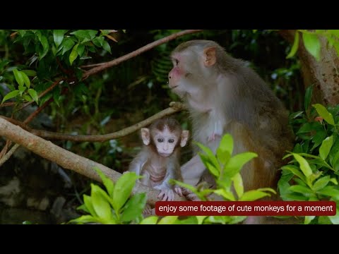 "Hey! Monkey Sentinel Round Up Time!" - YouTube