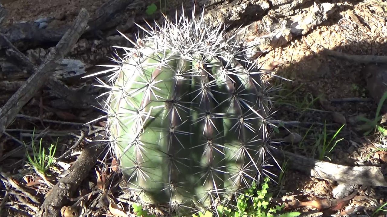 Baby Saguaro Cactus
