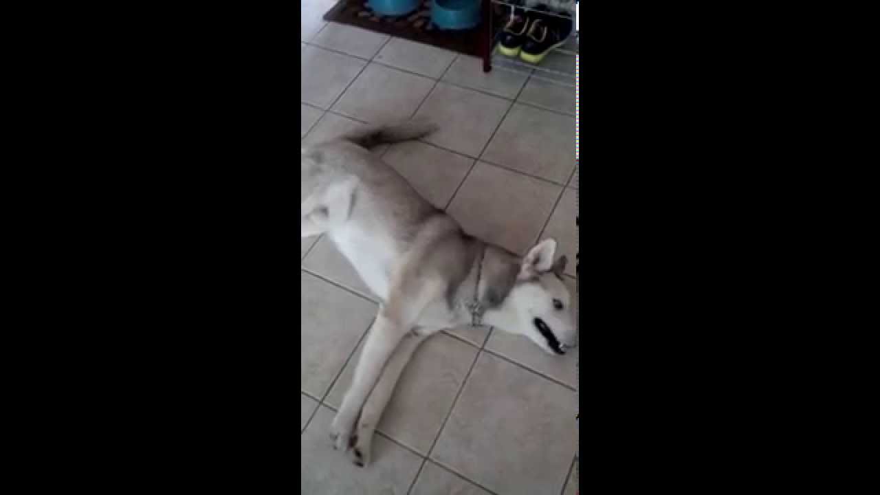 Husky Plays Dead / Give This Dog an Oscar - YouTube