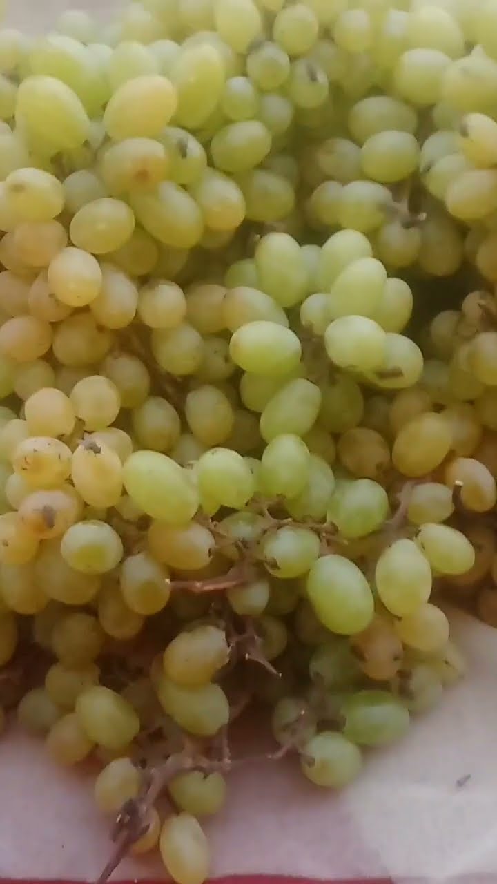 #music fruit #fruit #beats - YouTube