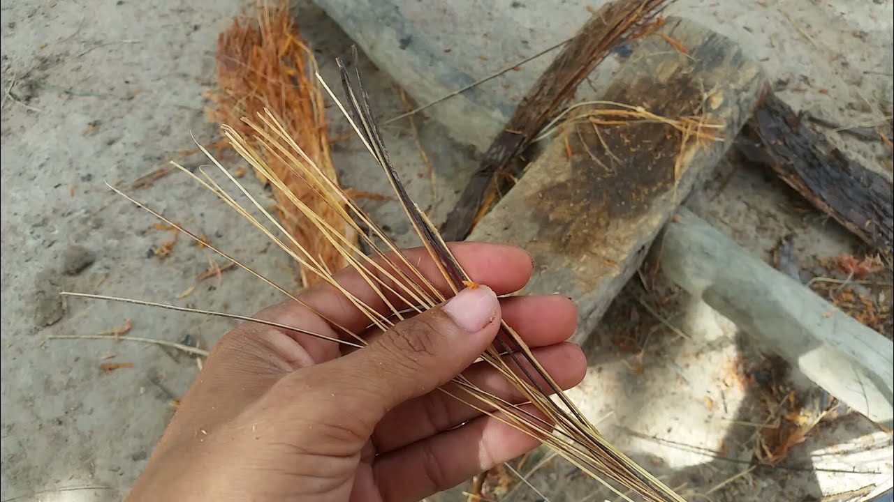 How to Get Wire that Tough from Palm Tree - YouTube