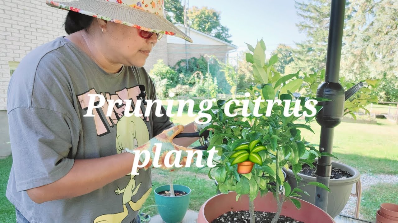 How to pruning citrus plant, lemon and mandarin plants 🪴 - YouTube