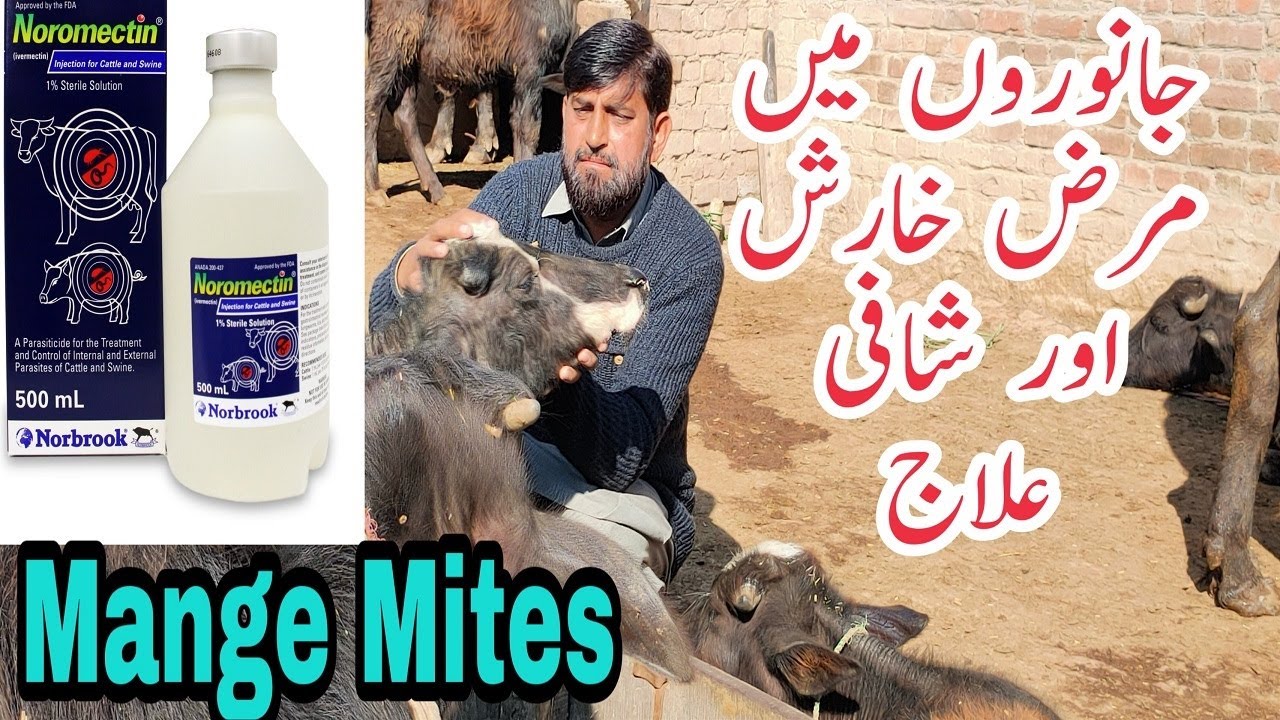 Itching In Buffaloes And Cattle /Treatment/Mange Mites In Dairy Animals ...