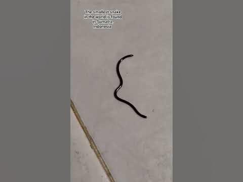 The smallest snake in the world is found in Sumatra, Indonesia - YouTube