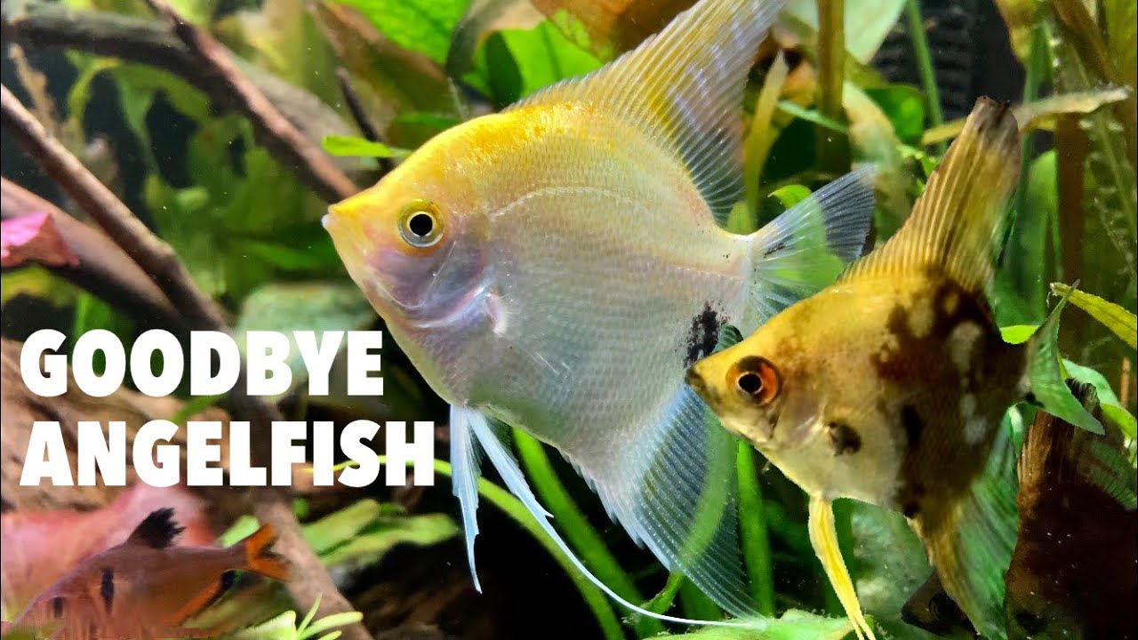 Rehoming My Angelfish: How I Bag And Transport Fish For Adoption - YouTube