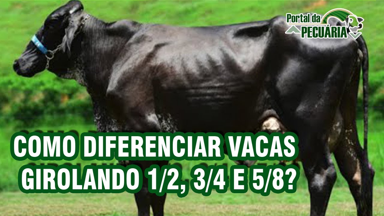 Como diferenciar vacas Girolando 1/2, 3/4 e 5/8? - YouTube