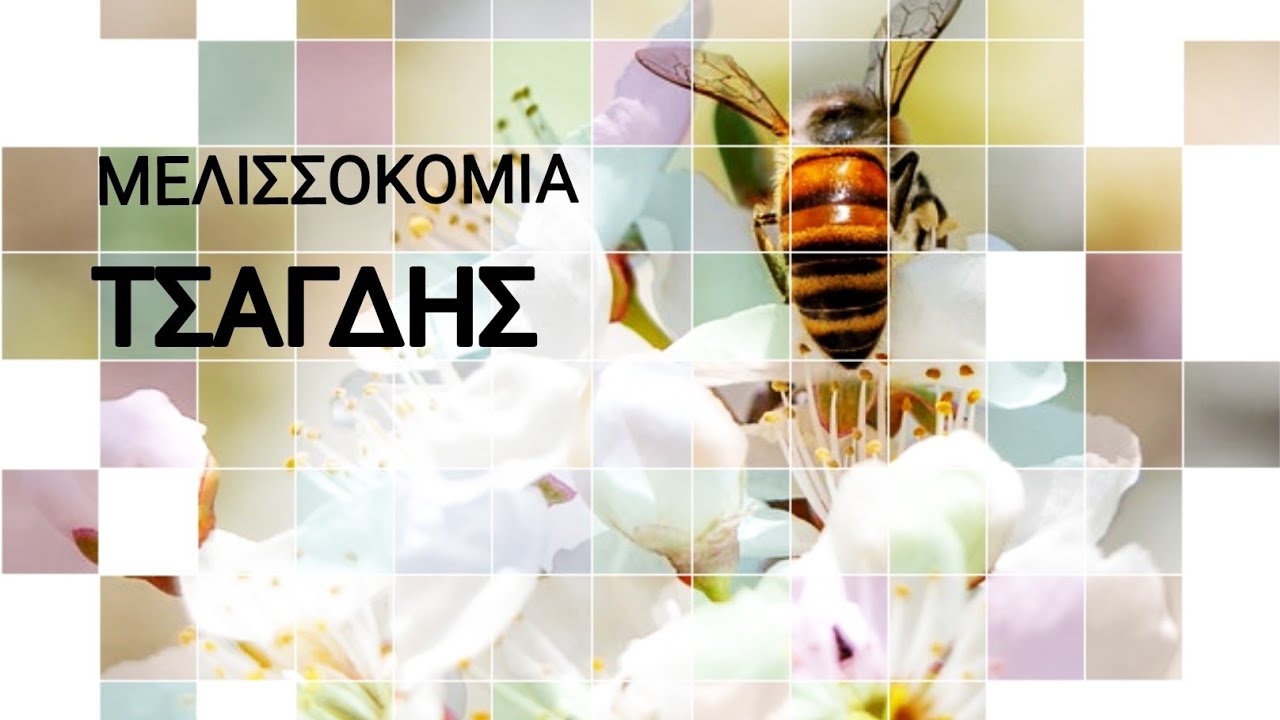 ΜΕΛΙΣΣΟΚΟΜΙΑ ΤΣΑΓΔΗΣ ΣΧΕΤΙΚΑ ΜΕ ΕΜΑΣ 02/23 - YouTube