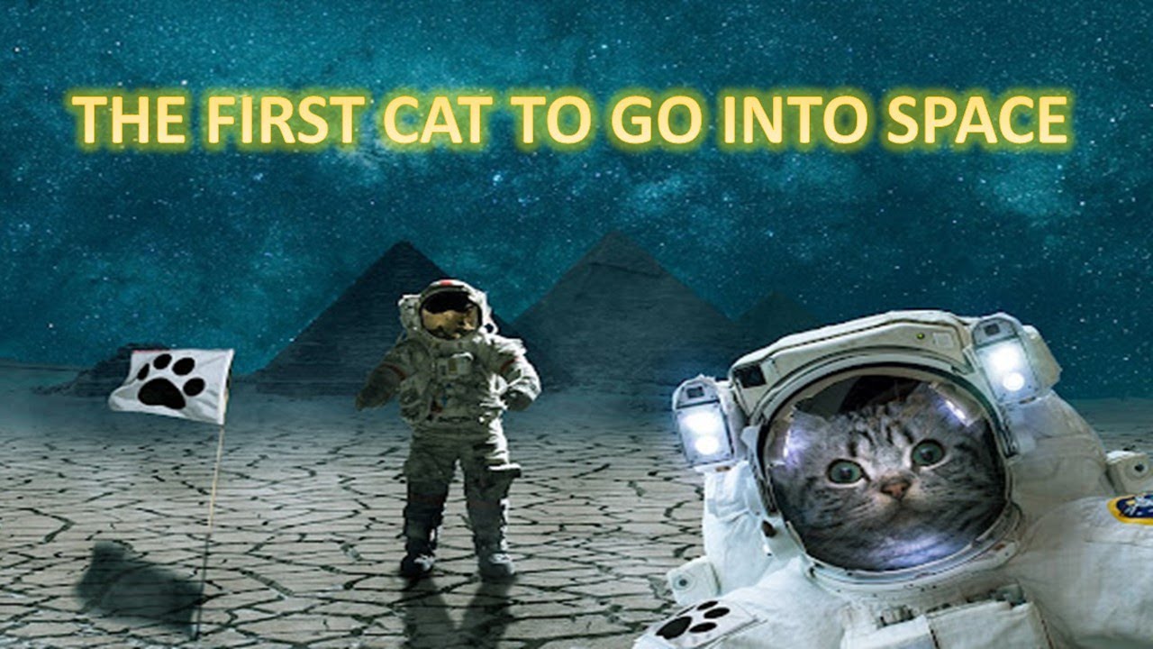 The First CAT To Go Into SPACE #cat #catlover #catoftheday #kitty # ...