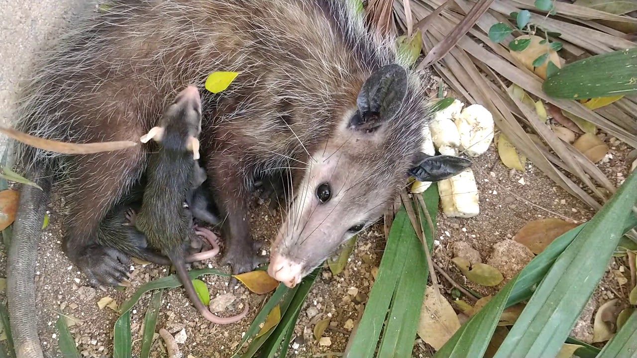 Wawa, mamá rescatada bajo una palmera - YouTube