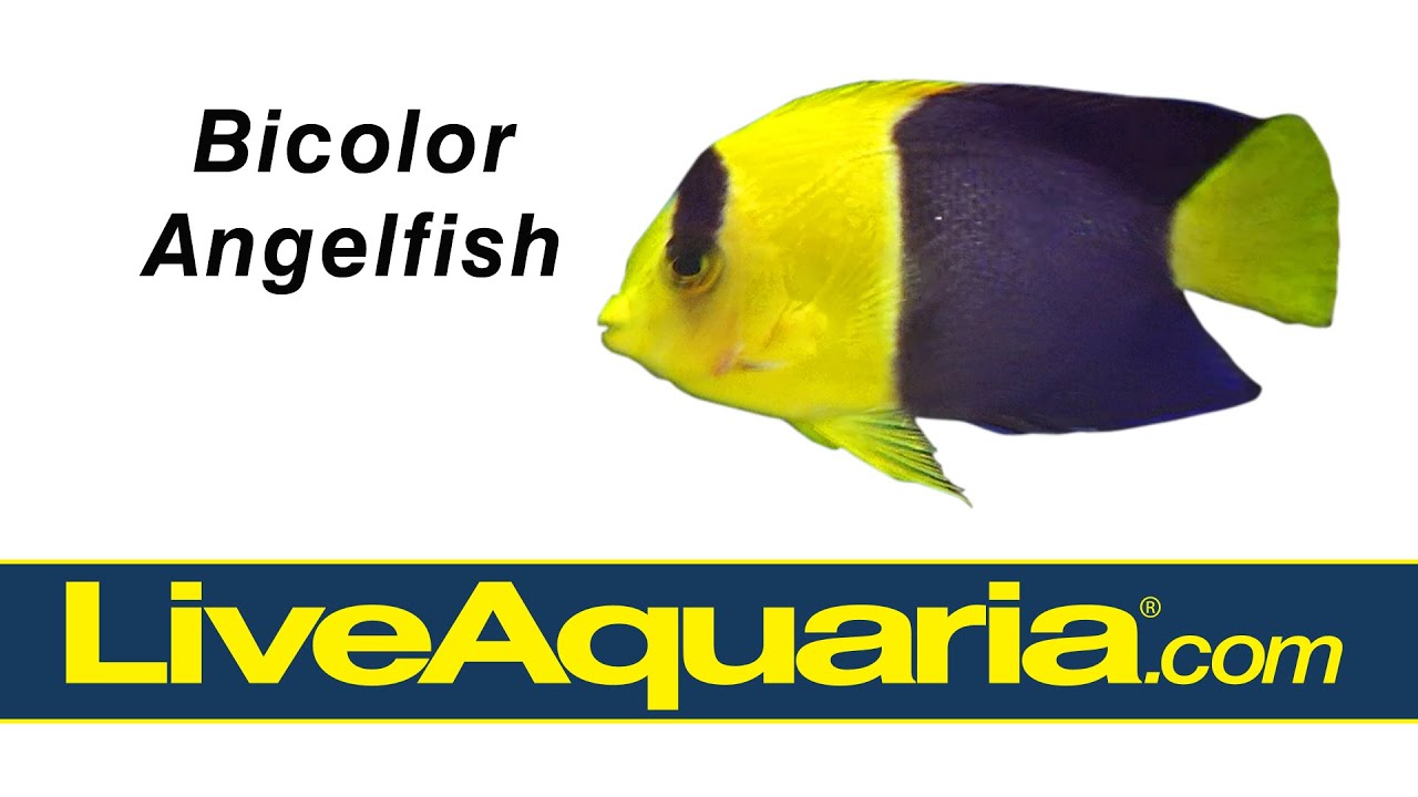 Bicolor Angelfish
