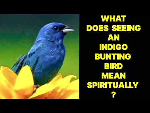 WHAT DOES SEEING AN INDIGO BUNTING BIRD MEAN SPIRITUALLY ? - YouTube