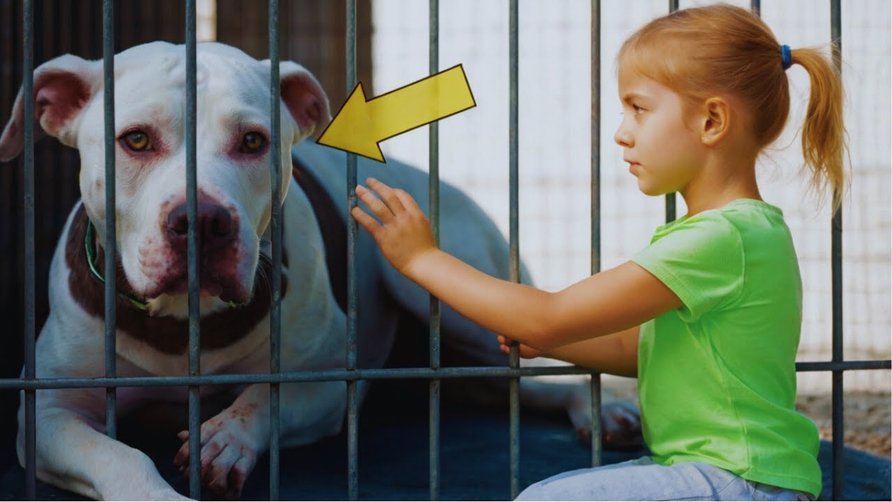 Sick Pit Bull Was Moments from Euthanasia – Then a Girl Steps In and ...