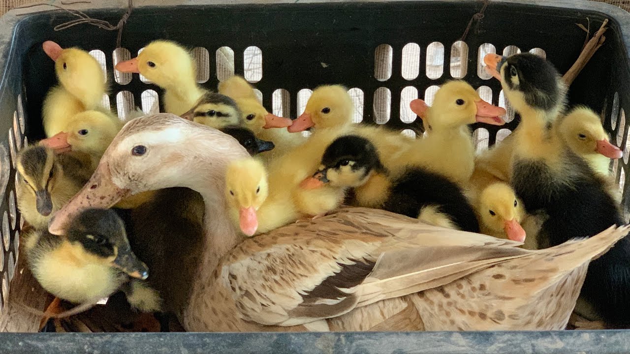 Really Cute And Amazing - Hatching Ducklings - YouTube