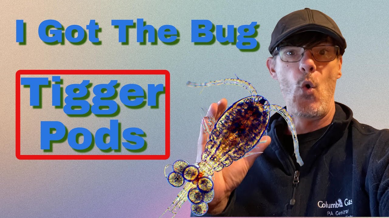 Tigger Pods (Adding Copepods To Reef Tank Aquariums ) How And When To ...