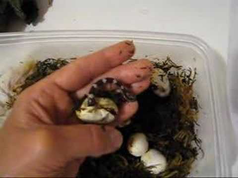 Snakes Hatch - YouTube