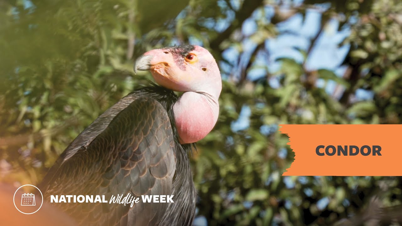 Condor | National Wildlife Week 2023 - YouTube