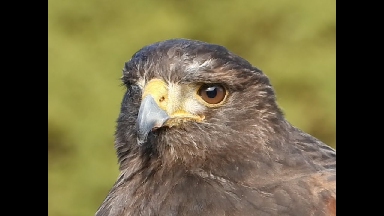 HARRIS HAWK, Let’s trim your beak mate - YouTube