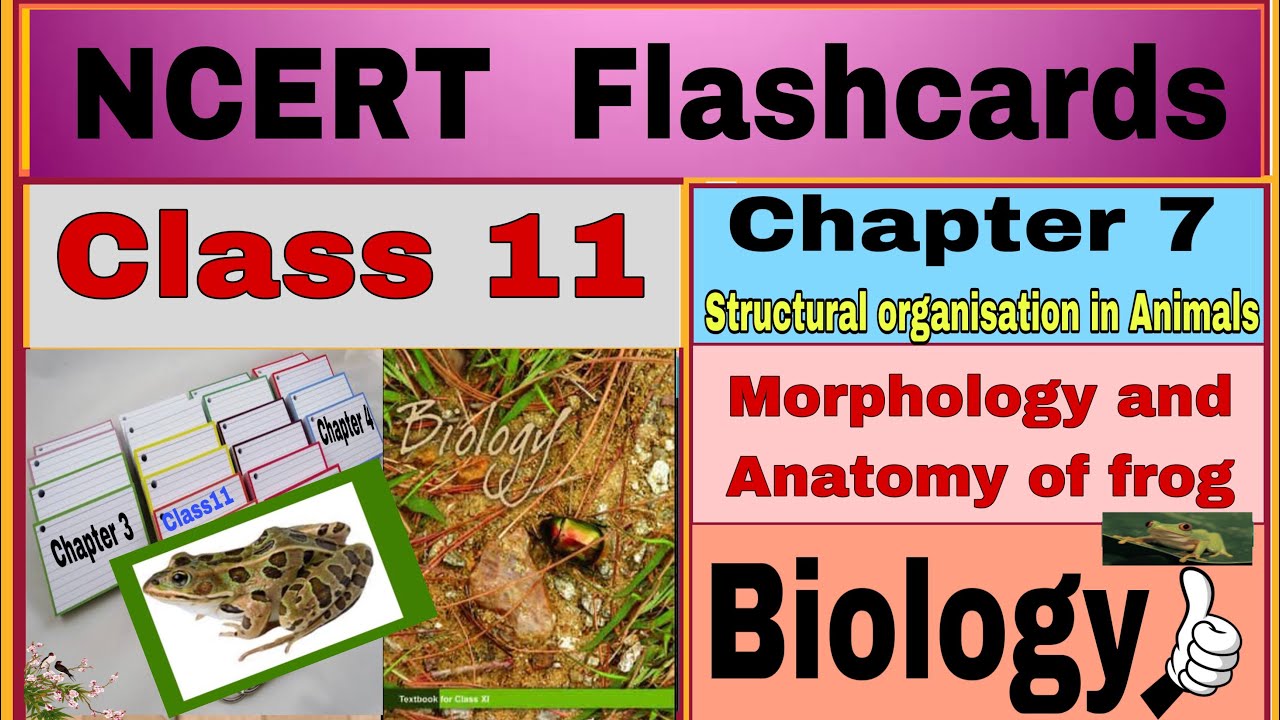 NCERT Flashcards… Chapter 7/Structural organisation in Animal… Frog ...