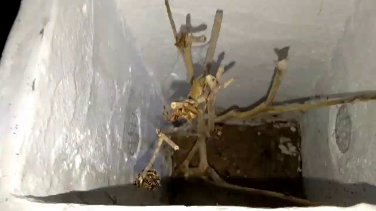 Derby spider and Shout Outs #F.E.Ex - YouTube