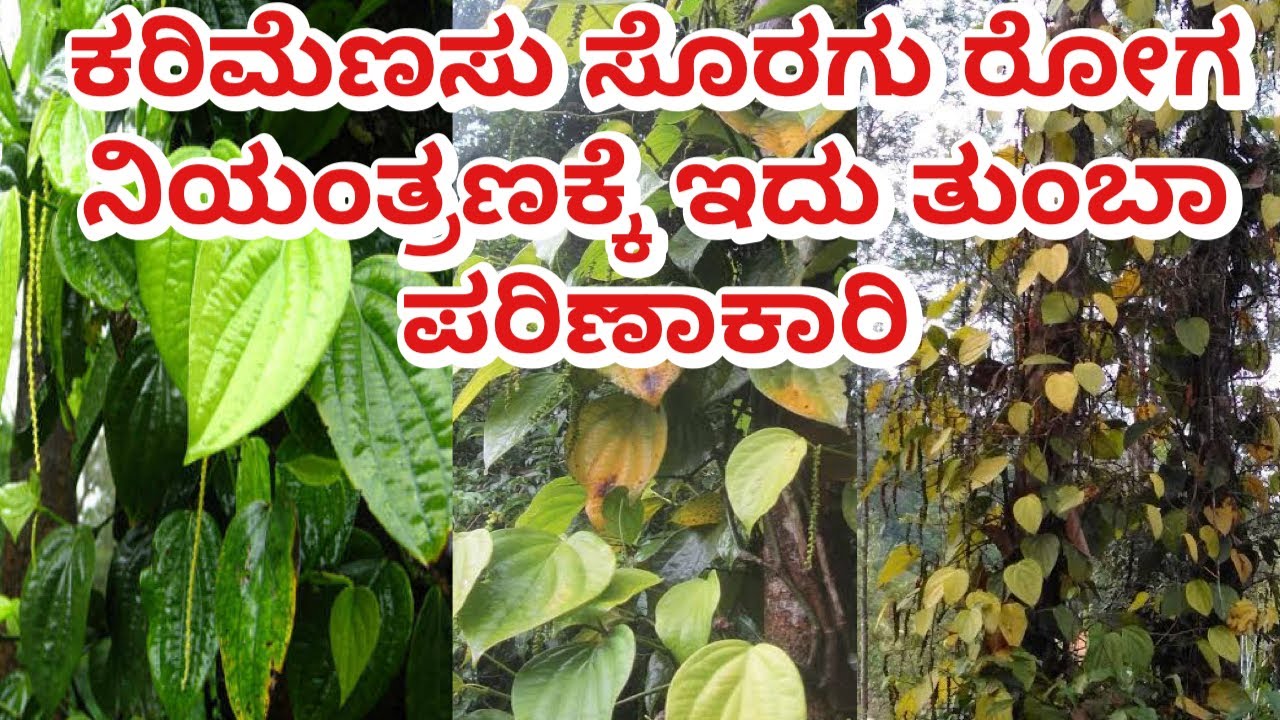 ಕರಿಮೆಣಸು ಹಳದಿ ಎಲೆ ರೋಗಕ್ಕೆ Spray || Black pepper slow wilt control ...