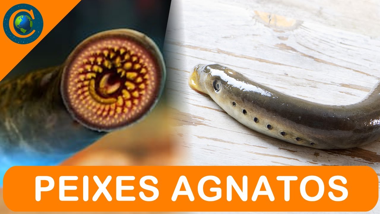 PEIXES AGNATOS - (PEIXES SEM MANDÍBULAS) - YouTube
