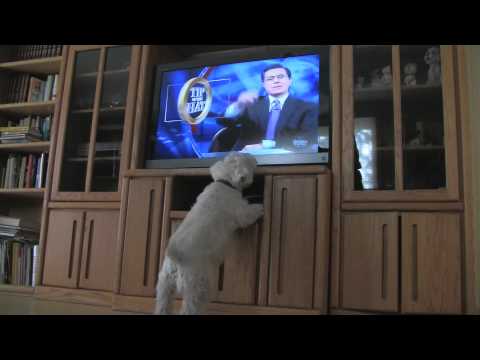 Dog watches HIMSELF on The Colbert Report - YouTube