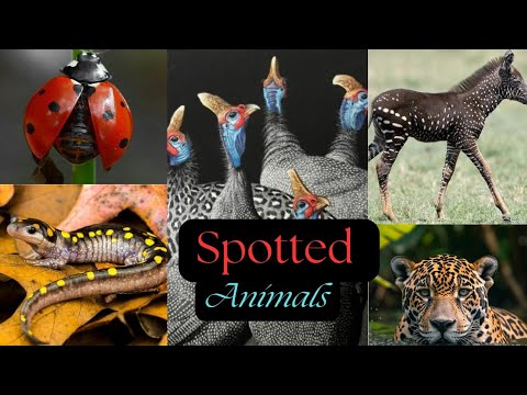 10 Spotted Animals Around The World |Jaguar ||Spotted dears| - YouTube