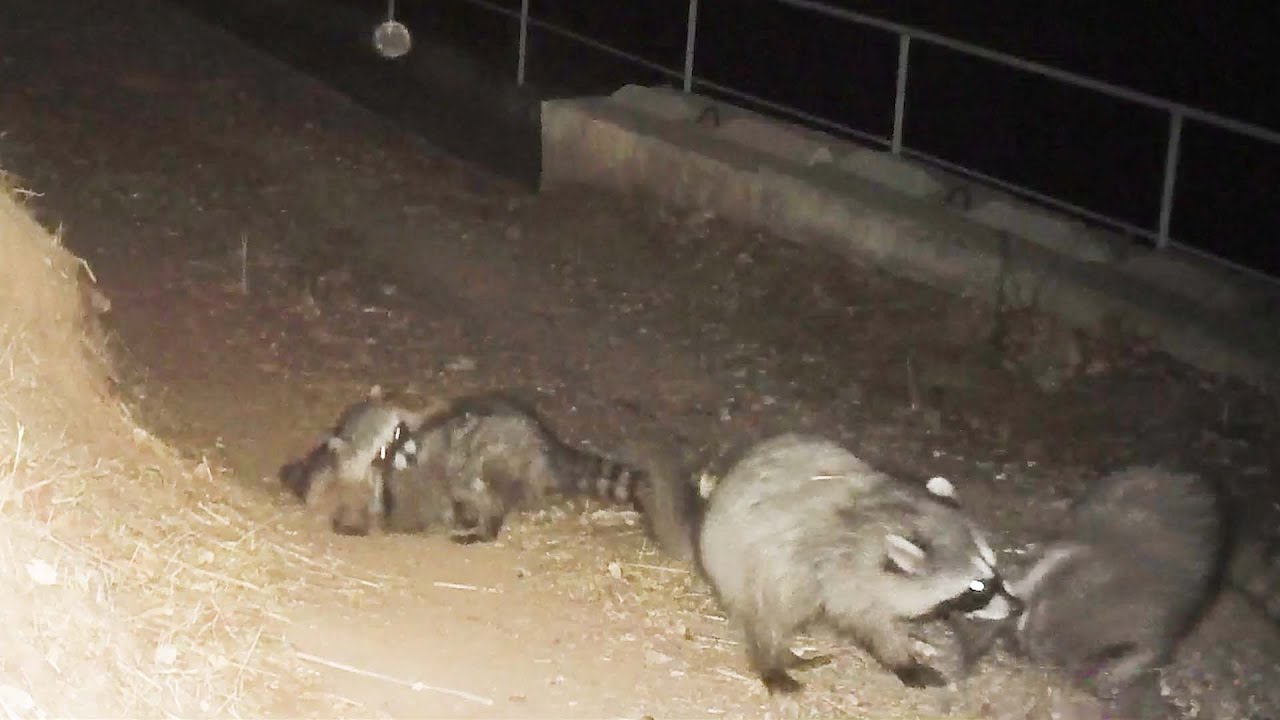 Rowdy raccoons wrestling ... who knew? - YouTube