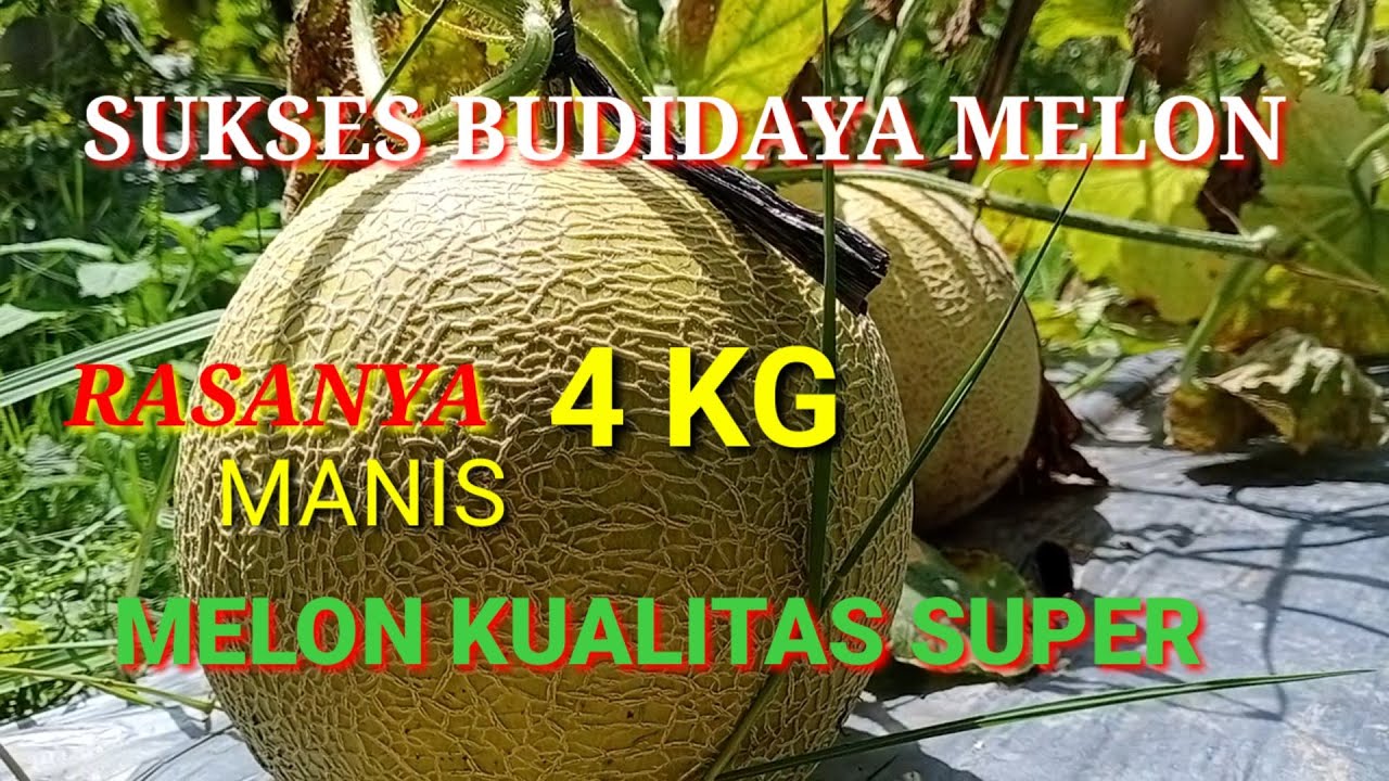 Penen Melon Merlin Super | Sukses Budidaya Melon - YouTube