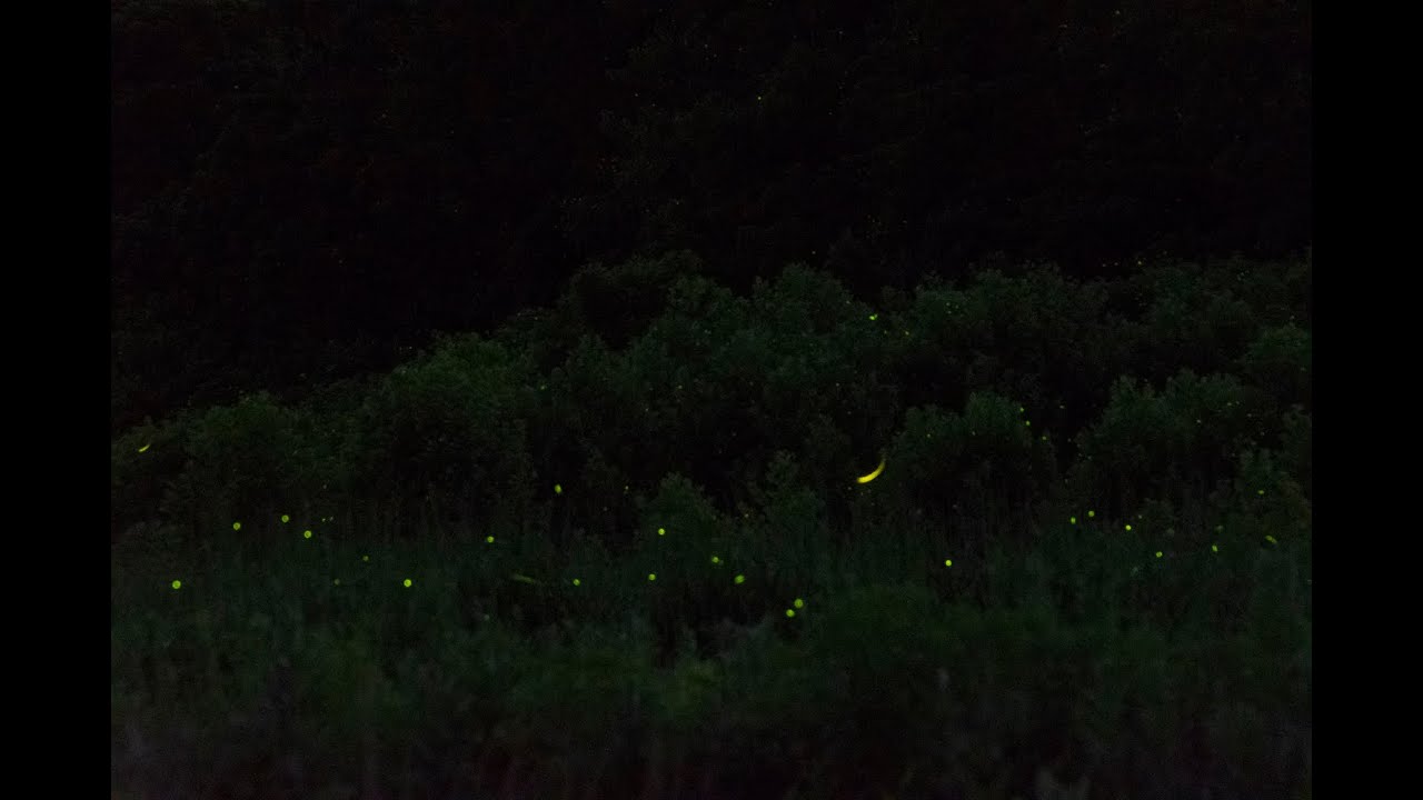 Six (6) Seconds of Kentucky Fireflies Zig Zagging around the Meadow ...