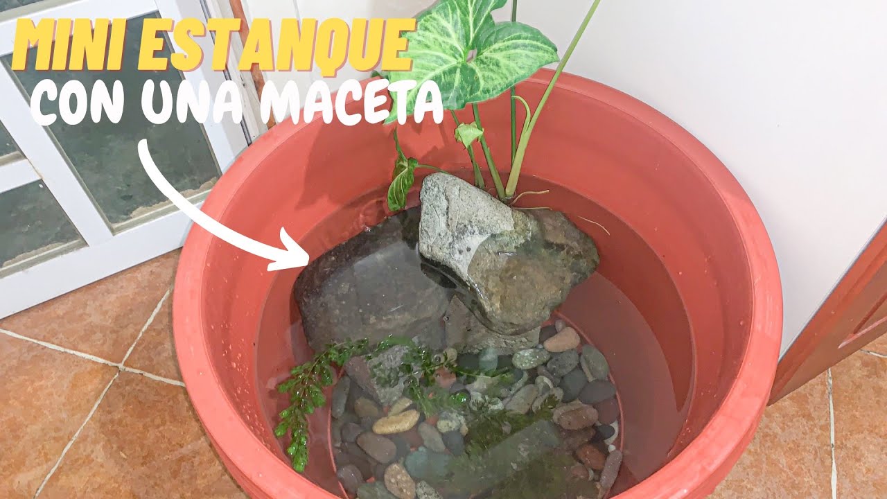 Mini ESTANQUE con una MACETA 😱 - YouTube