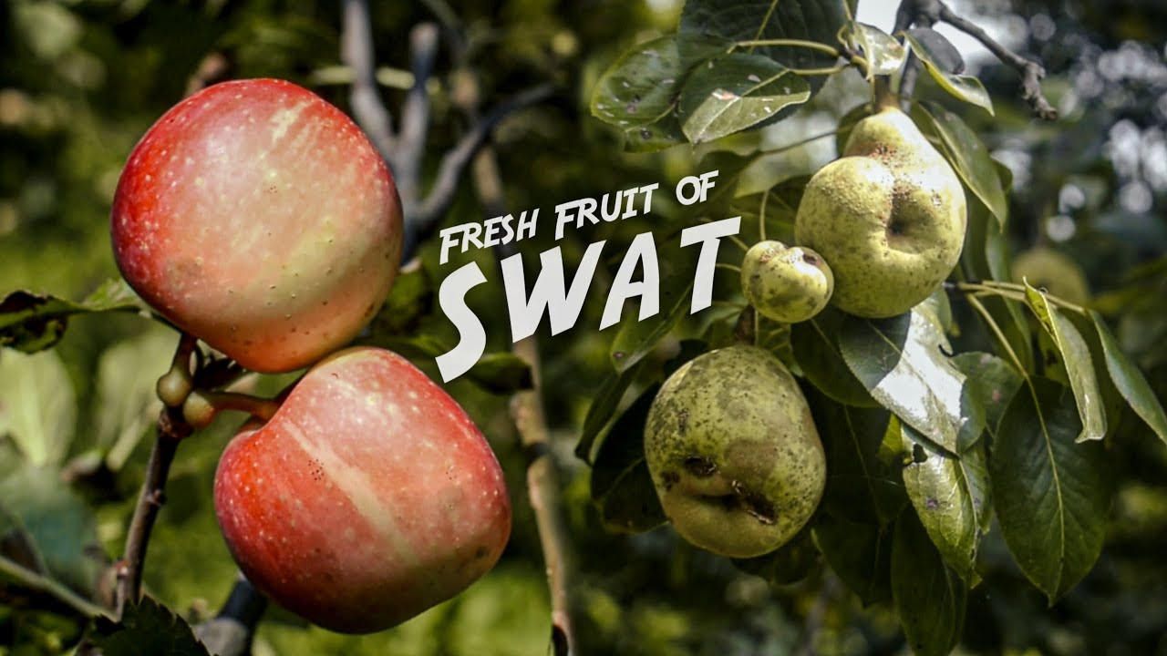 Fresh fruit of Swat Pakistan - YouTube