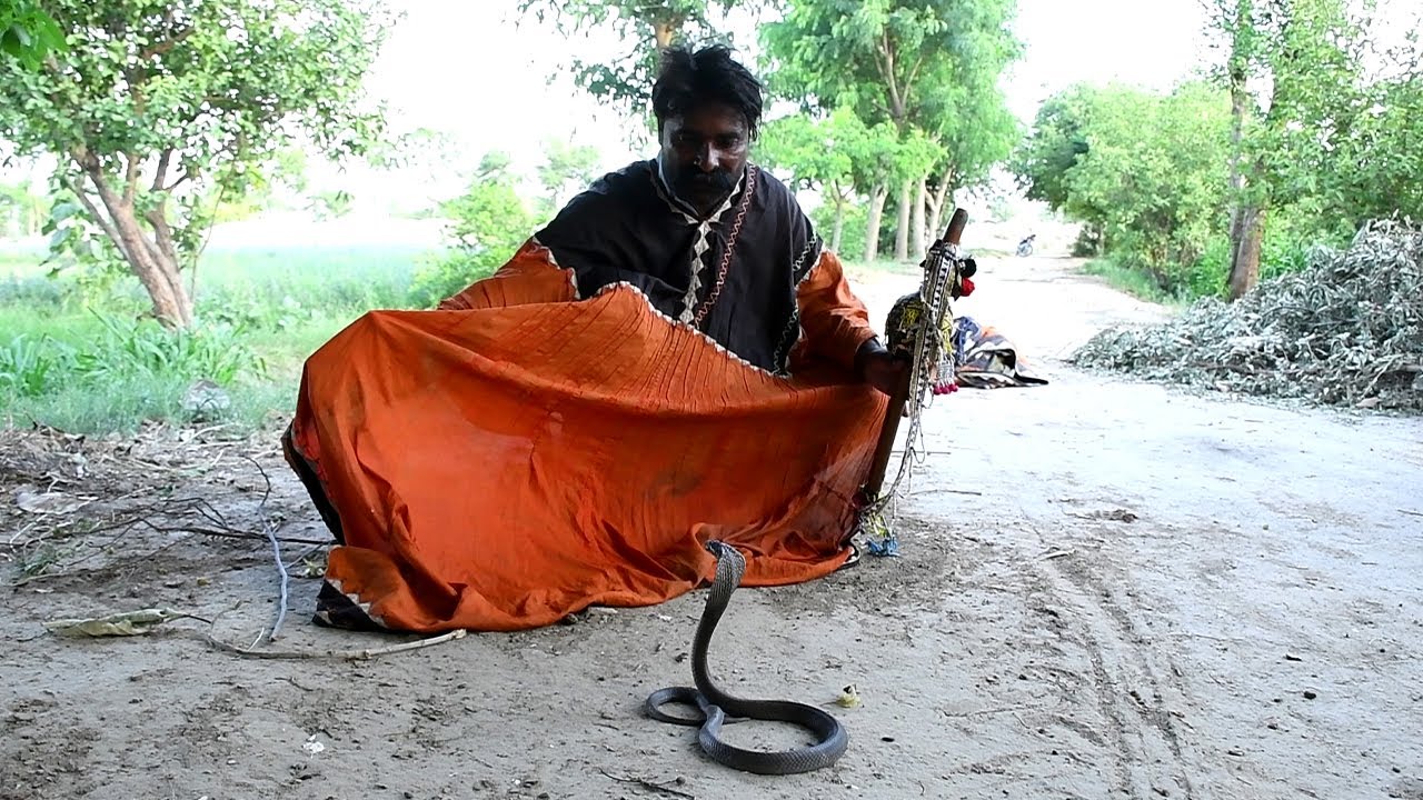 Snake attack man ran away, Sajjad Jogi saved the man's life~black cobra ...