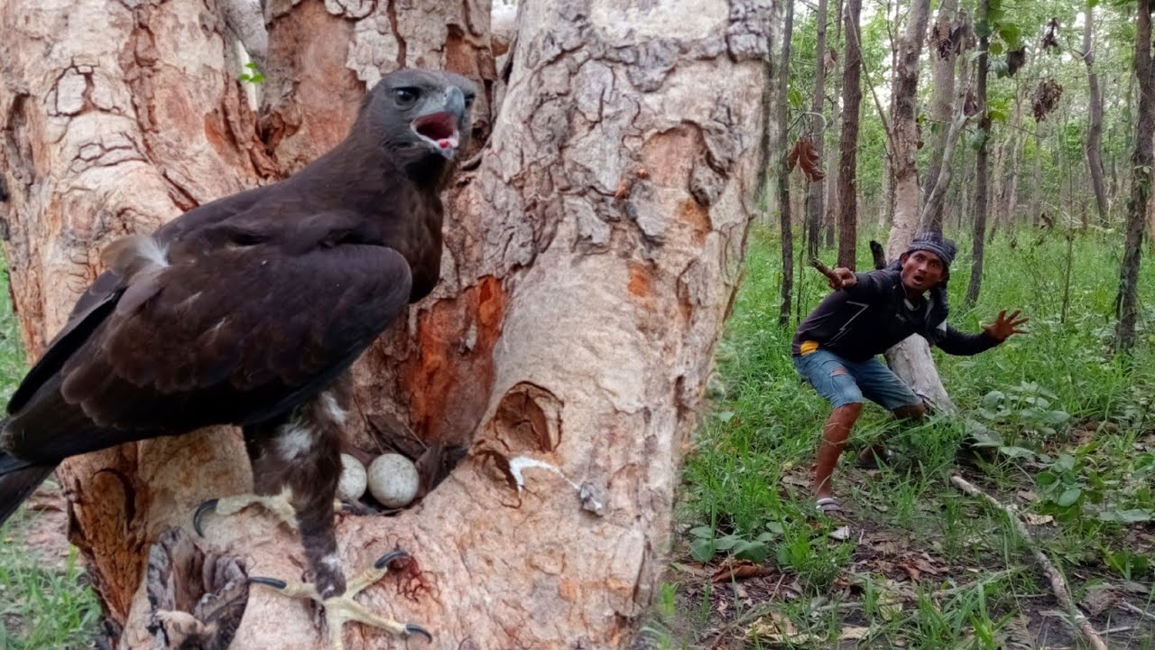 Walk to see a strange eagle laying eggs #wildbirds #animals #Eagle ...