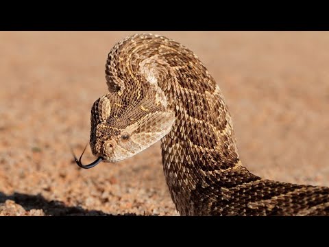 The Puff Adder (Causing most snake bite in Africa) - YouTube
