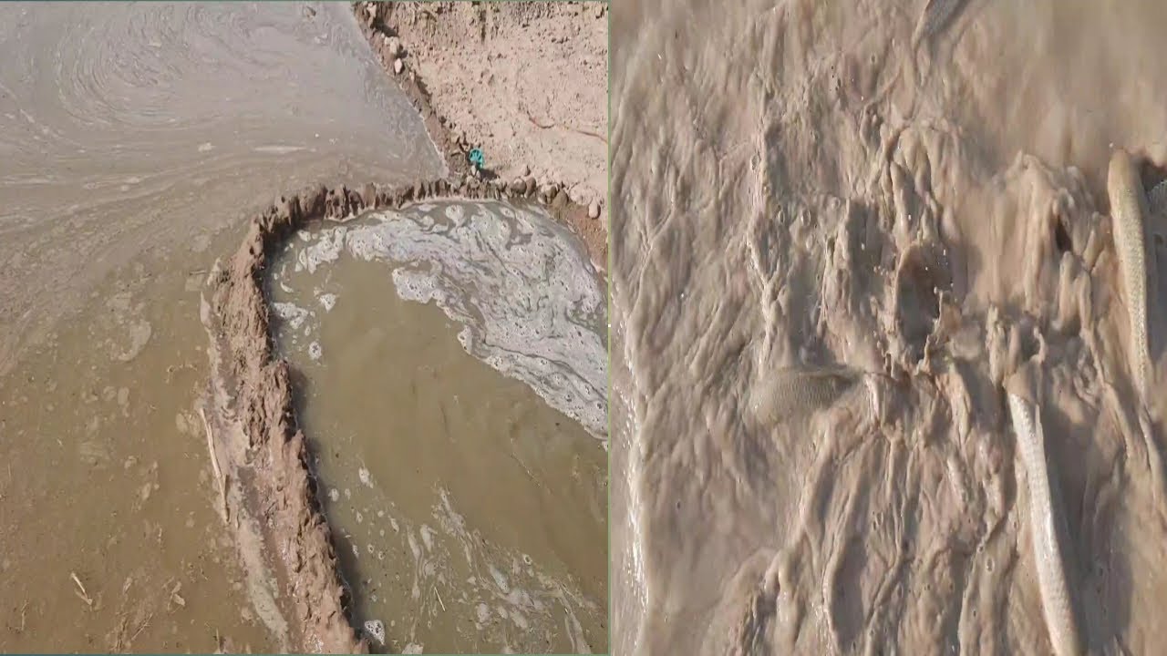 experiment small dam and fish - YouTube