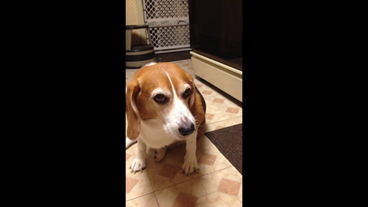 Trump as a Beagle - YouTube