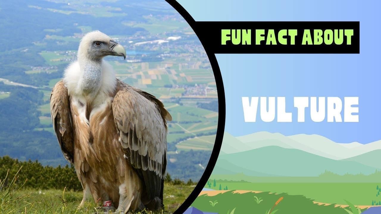 Uncovering the Secrets of Vultures: Vulture's Unique Facts About Life ...