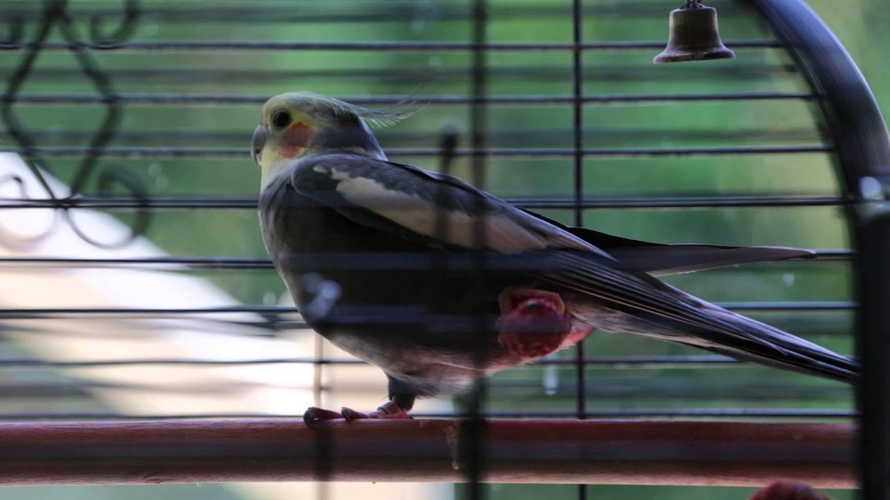 Bird with the Itchy Bum - YouTube