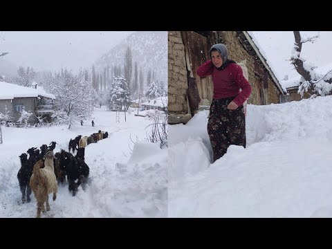 KÖYDE HAYVANCILIKLA UĞRAŞAN BİR AİLENİN KIŞ GÜNÜ | BELGESEL (4K)